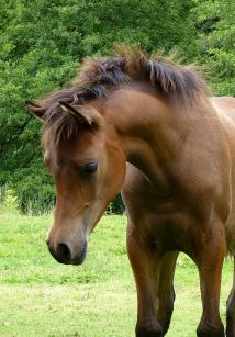 The foals of the famous straight russian arabian horse sire Tibet